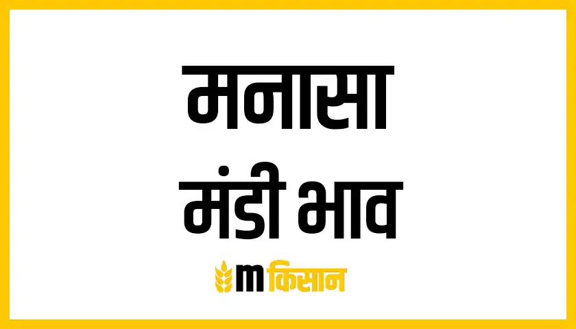 Methi Price Today in Manasa Mandi | Latest Market Rate | mKisan