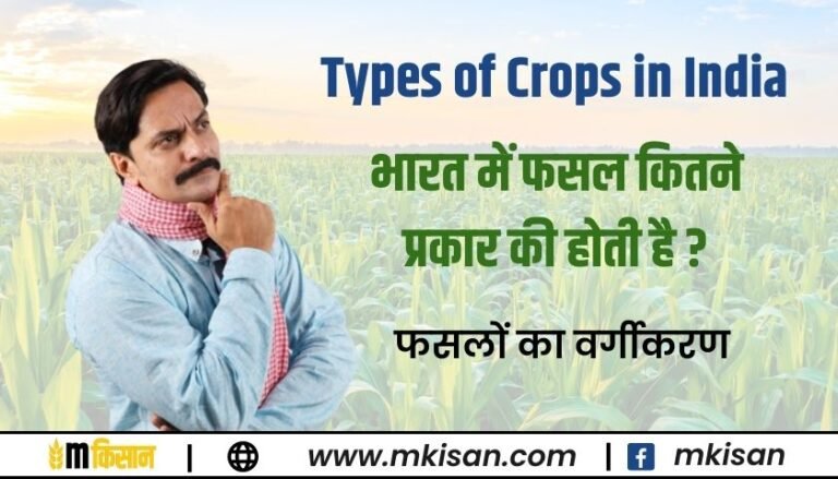 भारत में फसल के प्रकार Types Of Crops In India Mkisan