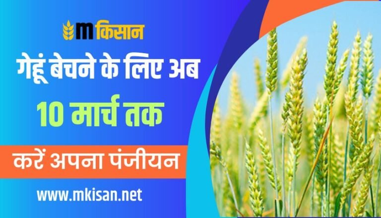 गेहूं पंजीयन अब 10 मार्च तक कर सकेंगे किसान - Gehu Panjiyan